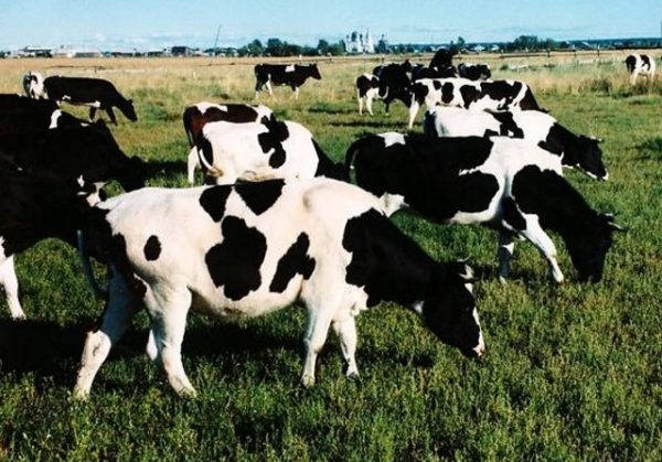 Types of bulls: description of breeds with photos