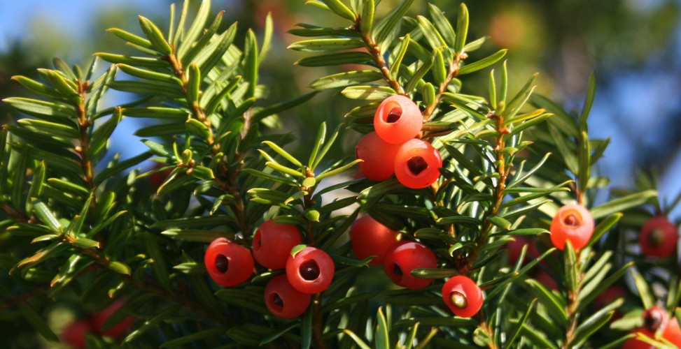 Ihličnaté stromy (ihličnany): fotografie a názvy, popis, druhy, zoznam