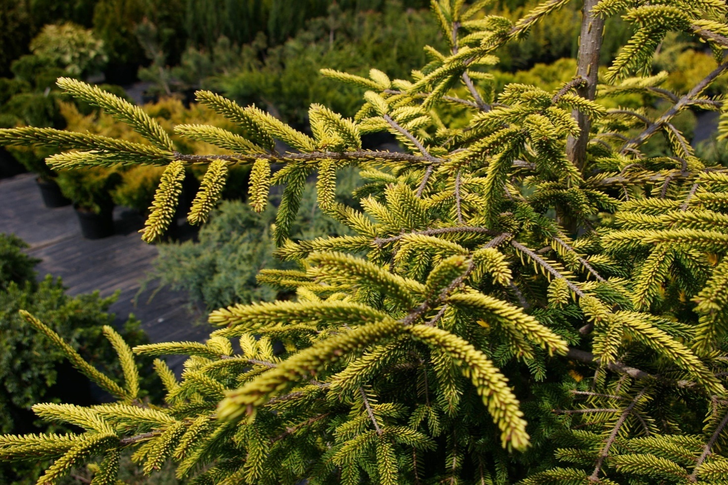 Okaspuud (okaspuud): fotod ja nimed, kirjeldus, liigid, loetelu