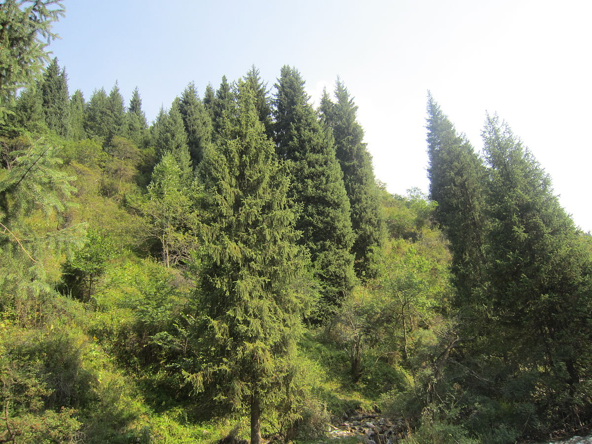 Ihličnaté stromy (ihličnany): fotografie a názvy, popis, druhy, zoznam