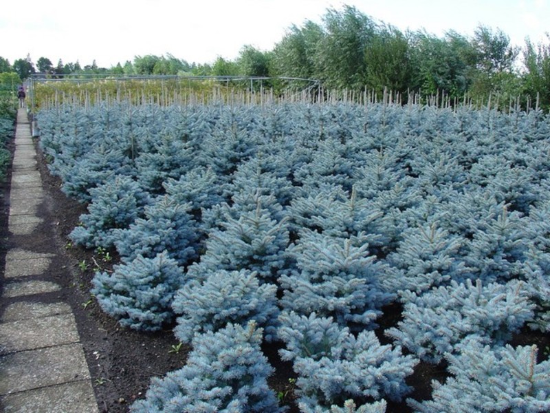 Ihličnaté stromy (ihličnany): fotografie a názvy, popis, druhy, zoznam