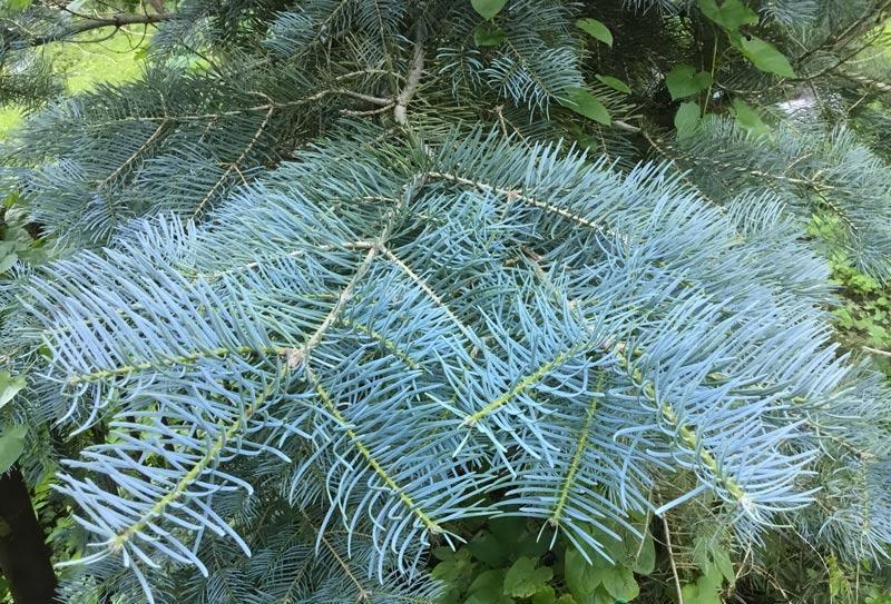 Ihličnaté stromy (ihličnany): fotografie a názvy, popis, druhy, zoznam