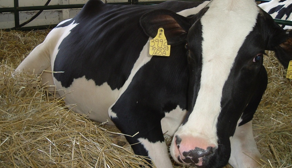 Que donner à une vache contre la diarrhée : traitement de la diarrhée ...