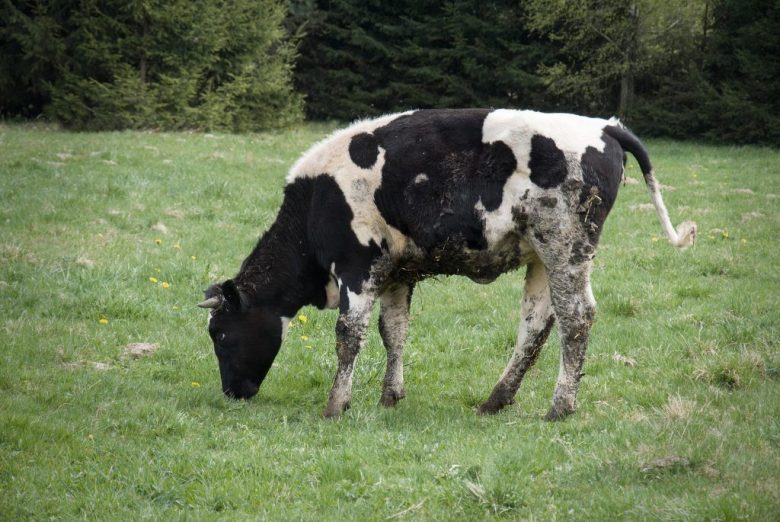 Qué darle a una vaca con diarrea: tratamiento de la diarrea en el ganado.