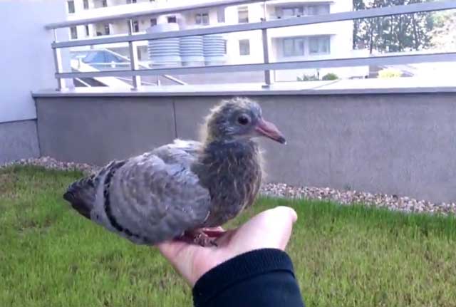 Filhotes de pomba: como são, onde estão, por que não os vemos, foto