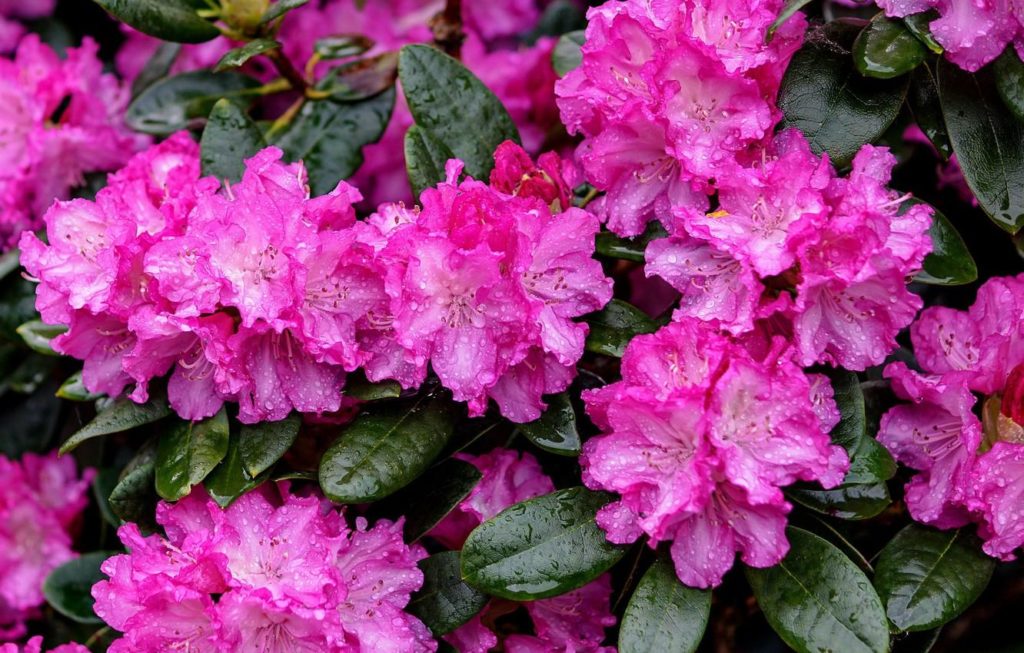 Rhododendron diseases and their treatment with photos: if the leaves ...