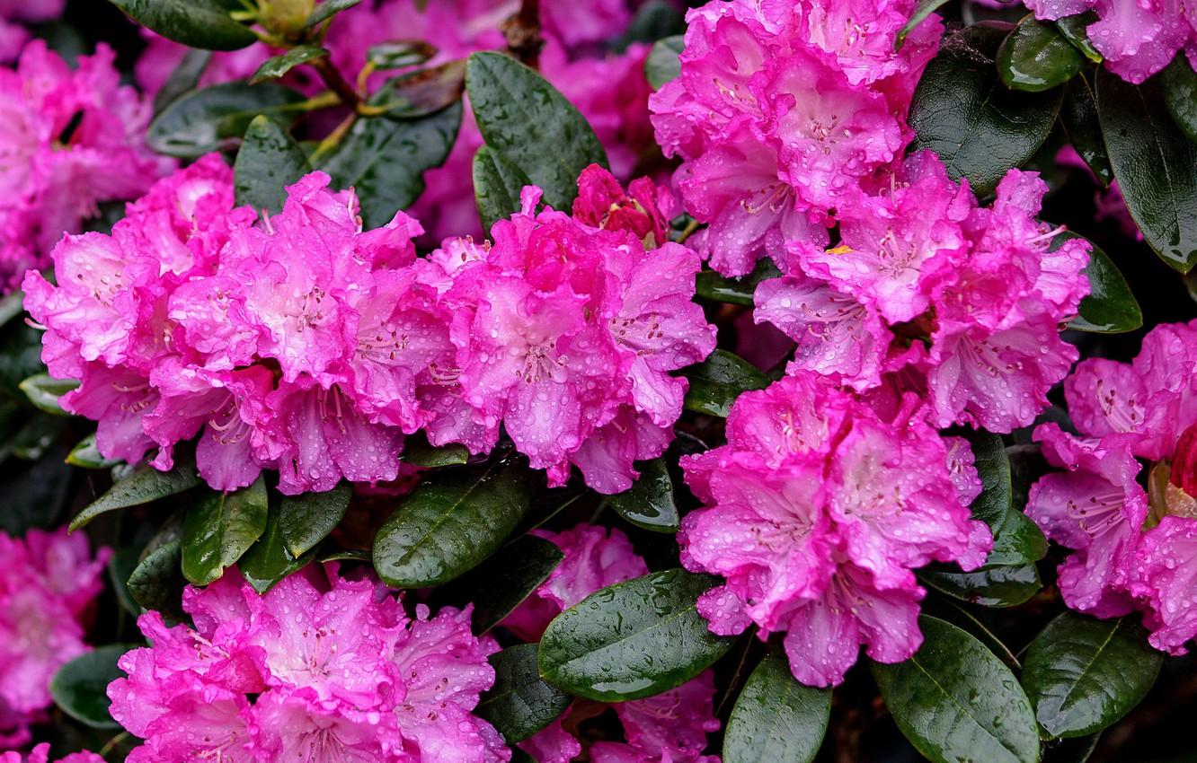 Rhododendron diseases and their treatment with photos: if the leaves ...