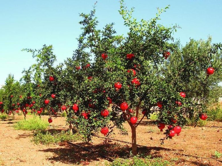 How pomegranate grows: where, in which countries, what it looks like ...