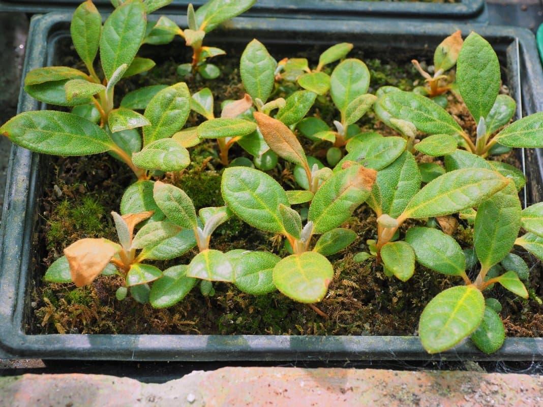 Rhododendron diseases and their treatment with photos: if the leaves ...