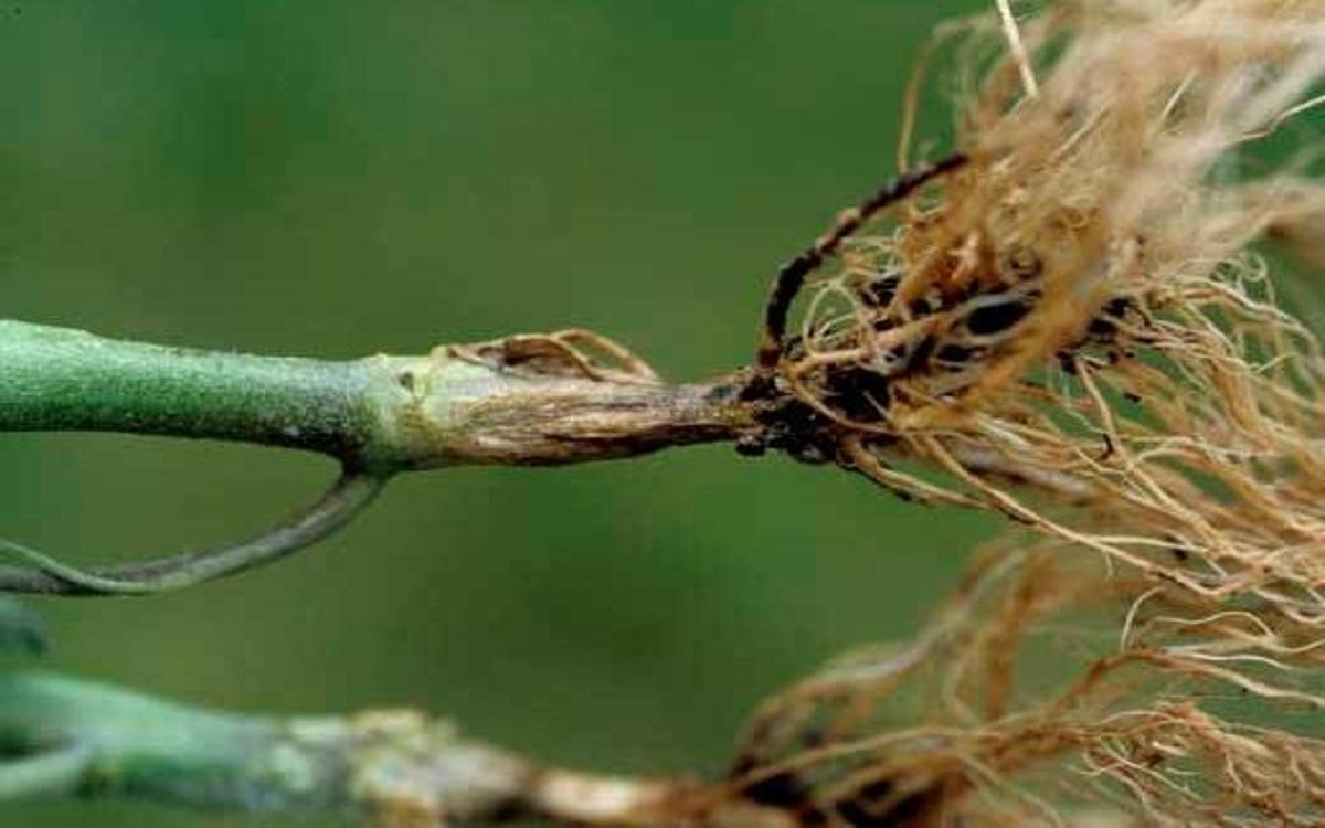 Rhododendron diseases and their treatment with photos: if the leaves ...