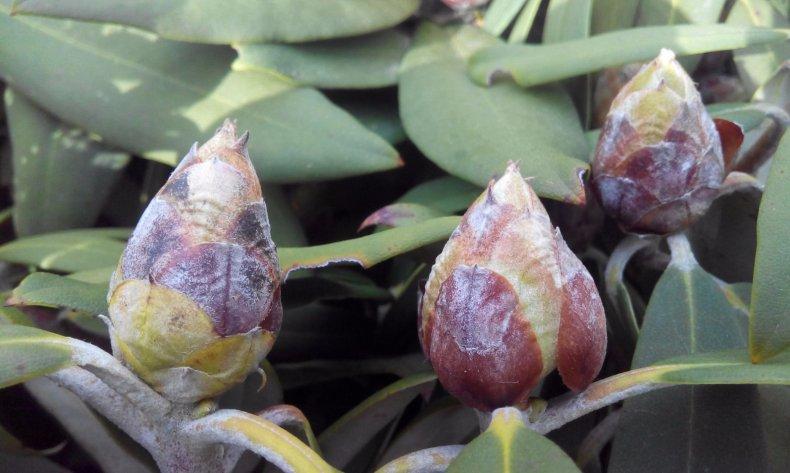 Rhododendron diseases and their treatment with photos: if the leaves ...