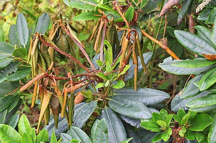 Rhododendron diseases and their treatment with photos: if the leaves ...