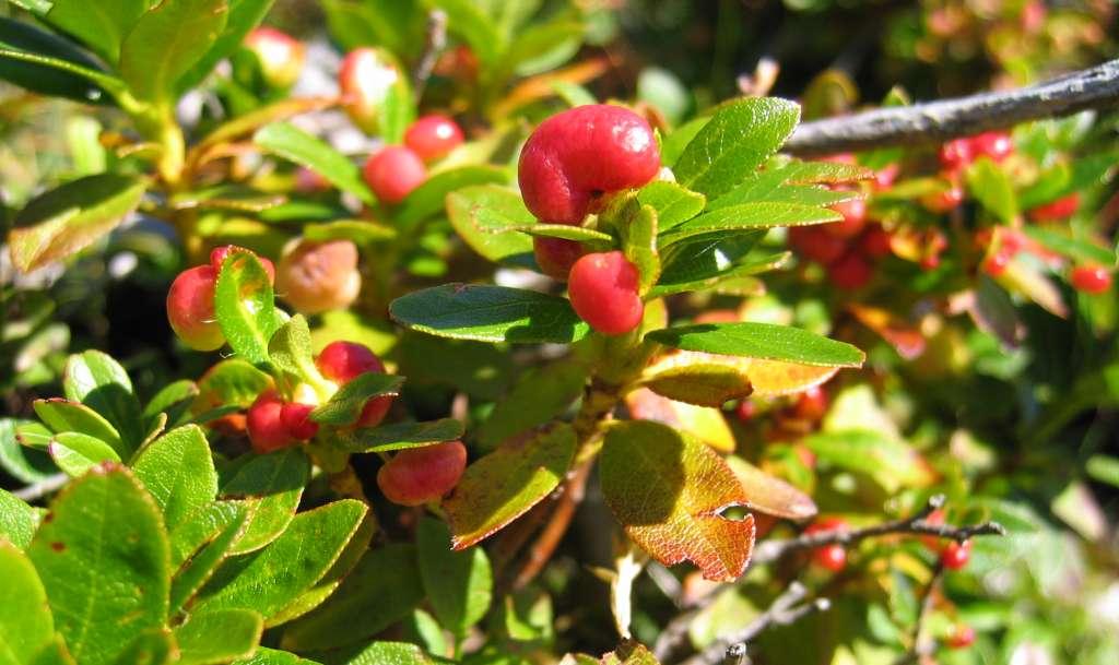 Rhododendron diseases and their treatment with photos: if the leaves ...