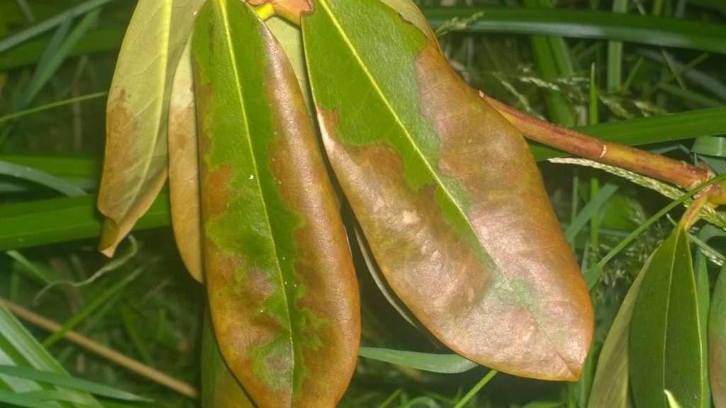 Rhododendron diseases and their treatment with photos: if the leaves ...
