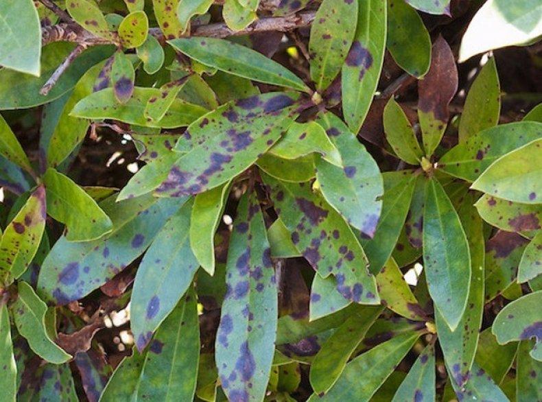 Rhododendron diseases and their treatment with photos: if the leaves ...