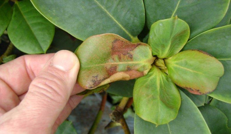 Rhododendron diseases and their treatment with photos: if the leaves ...