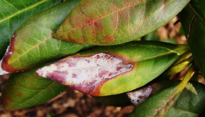 Rhododendron diseases and their treatment with photos: if the leaves ...