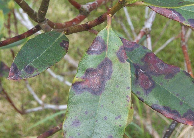 Rhododendron diseases and their treatment with photos: if the leaves ...