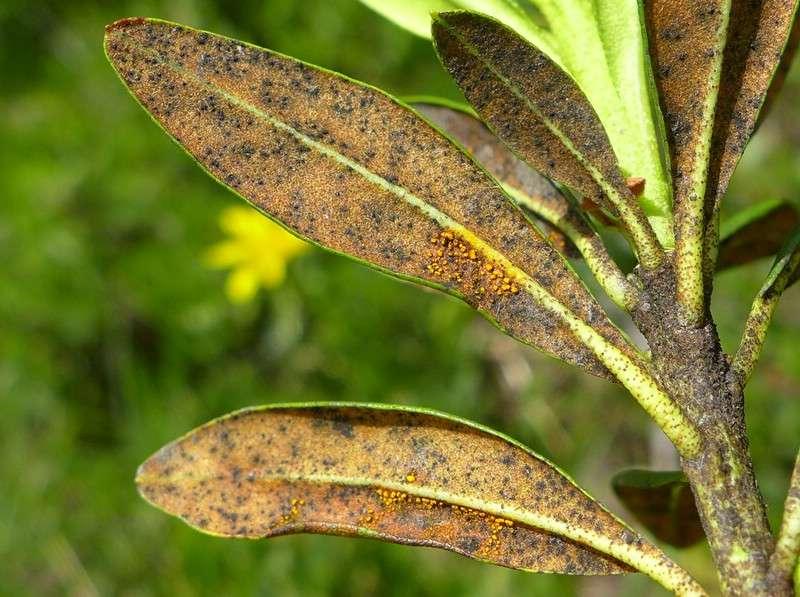 Rhododendron diseases and their treatment with photos: if the leaves ...