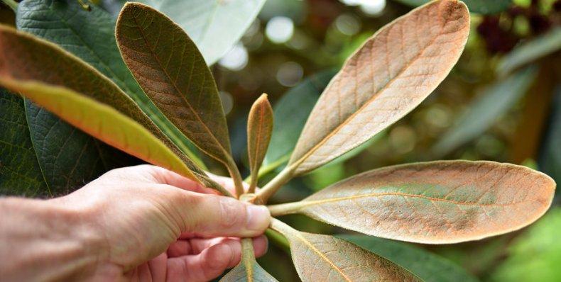 Rhododendron diseases and their treatment with photos: if the leaves ...