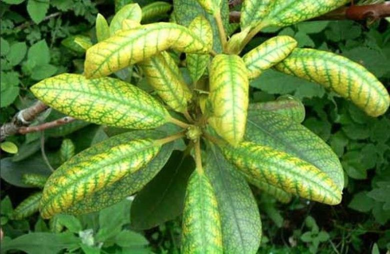 Rhododendron diseases and their treatment with photos: if the leaves ...