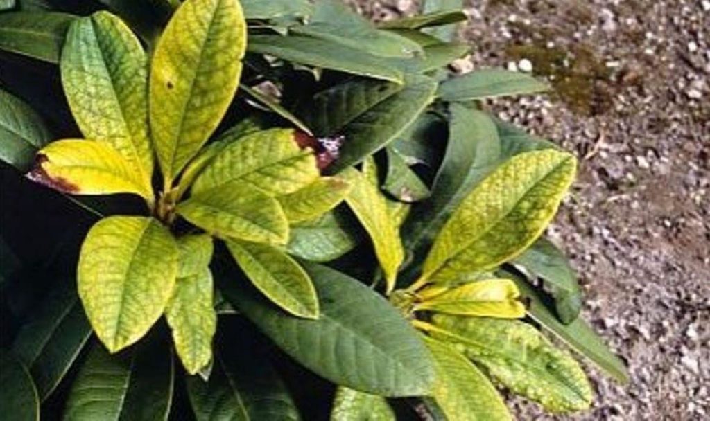 Rhododendron diseases and their treatment with photos: if the leaves ...