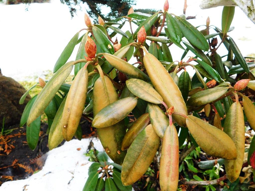 Rhododendron diseases and their treatment with photos: if the leaves ...