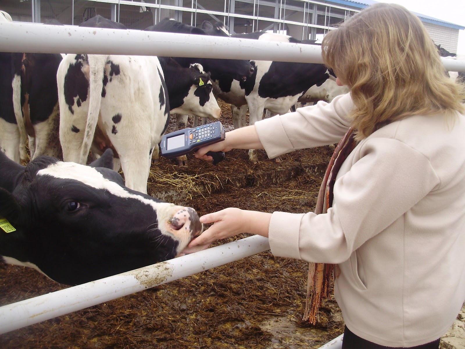 Prolapsus utérin chez une vache : causes, pathogenèse, traitement ...