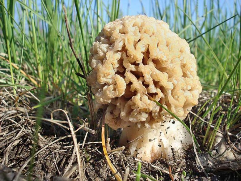 Morilla comestible: dónde crece, cuándo recolectarla, cómo distinguirla ...