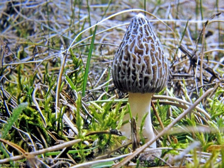 Morilla comestible: dónde crece, cuándo recolectarla, cómo distinguirla ...