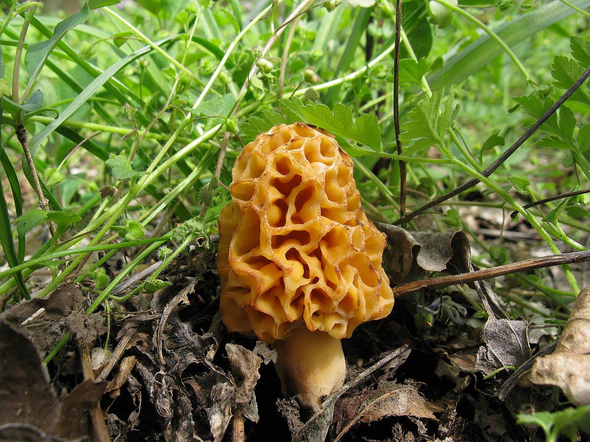 Morilla comestible: dónde crece, cuándo recolectarla, cómo distinguirla ...