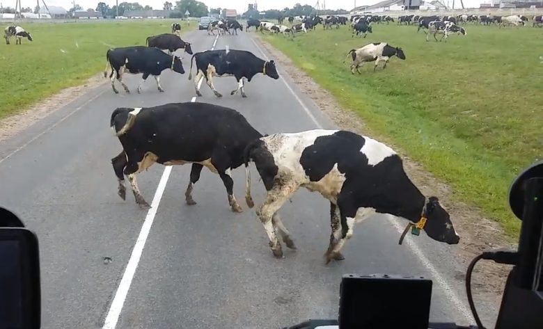 A cow is limping on a back or front leg: how to treat, what to do