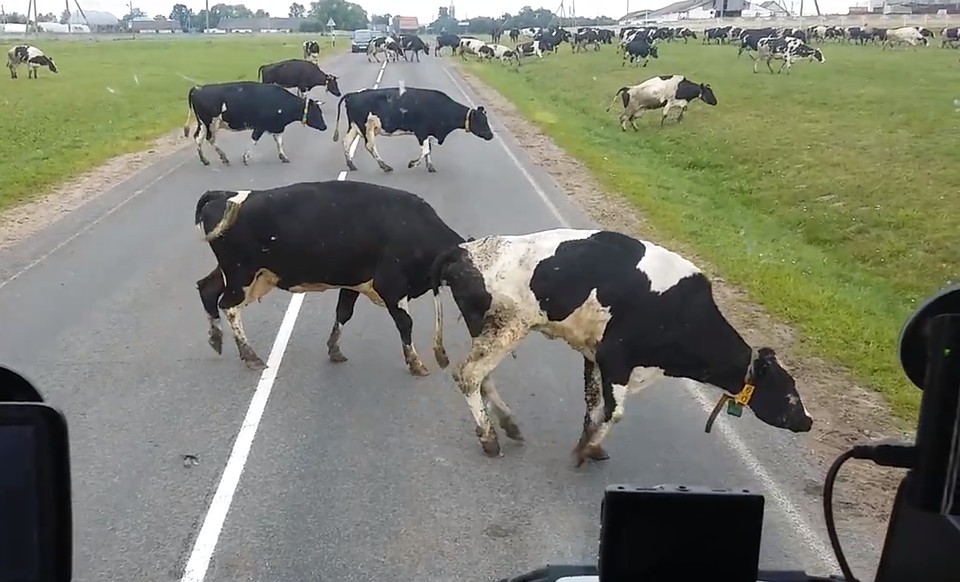 A cow is limping on a back or front leg: how to treat, what to do