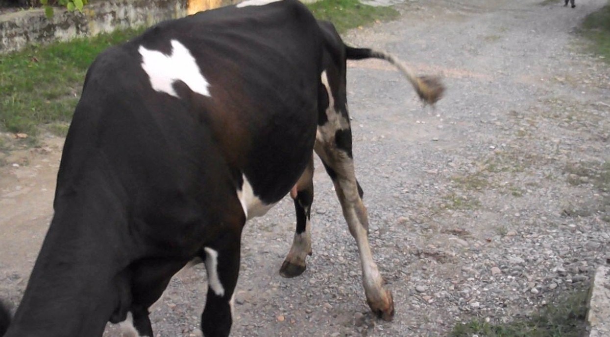 A cow is limping on a back or front leg: how to treat, what to do