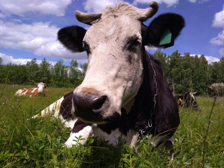 Prolapsus utérin chez une vache : causes, pathogenèse, traitement ...