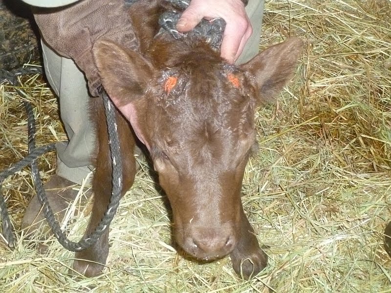 A cow broke its horn: what to do, how to provide first aid