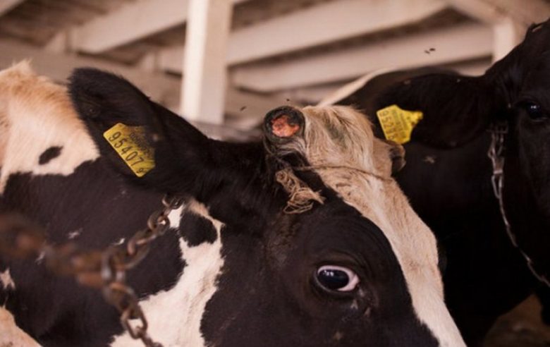 A cow broke its horn: what to do, how to provide first aid