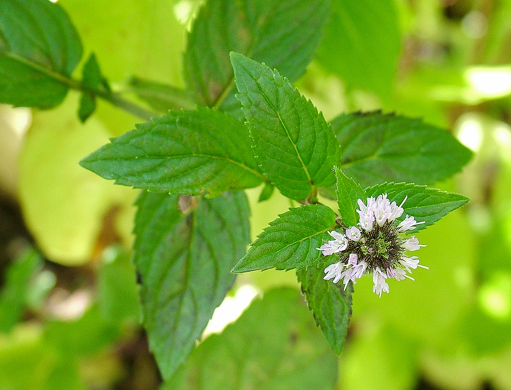 Menta: silvestre o no, dónde crece, cómo crecer, cuándo recolectar ...