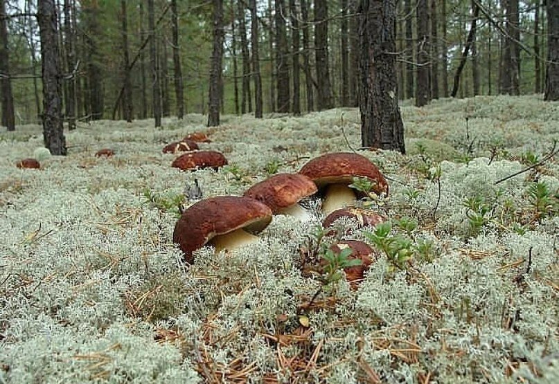 Champignons cèpes : où ils poussent, taux de croissance, comment les ...