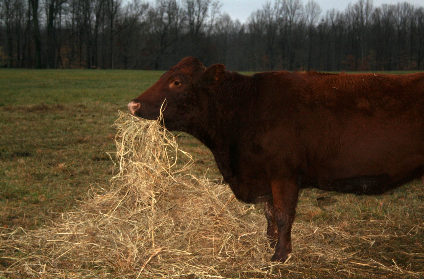 The cow eats hay poorly: why, what to do