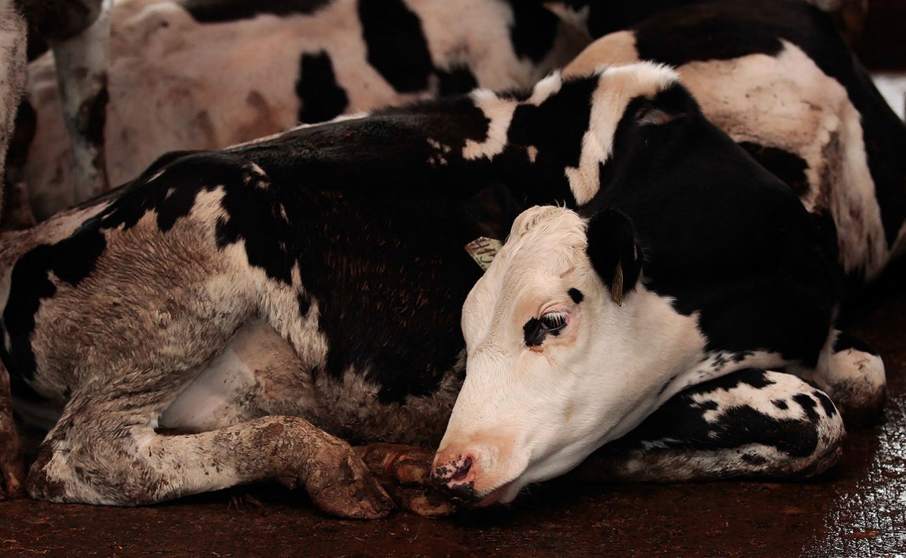 Clostridiose bei Rindern: Ursachen, Symptome, Diagnose, Behandlung und ...