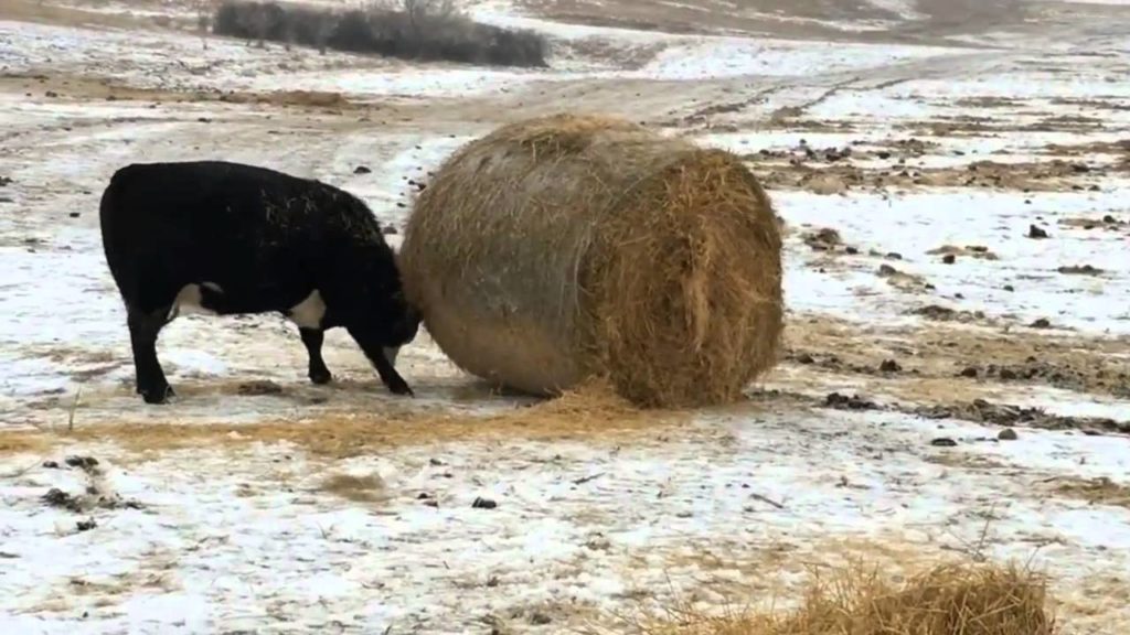 The cow eats hay poorly: why, what to do