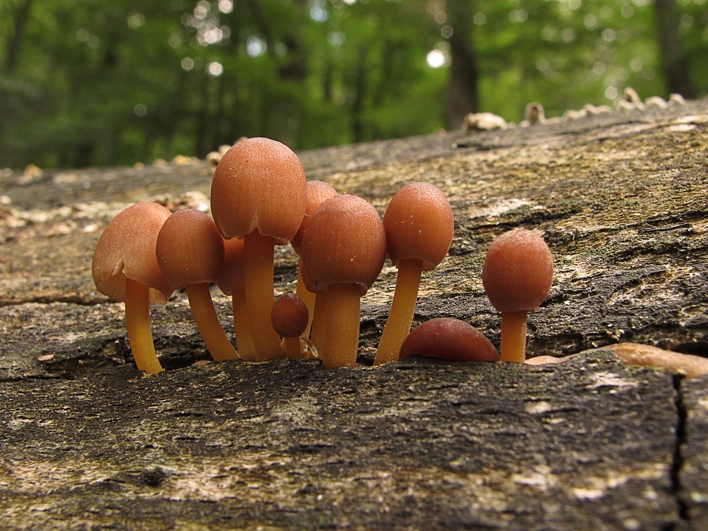 Mycena pure: what it looks like, where it grows, edibility, how to ...