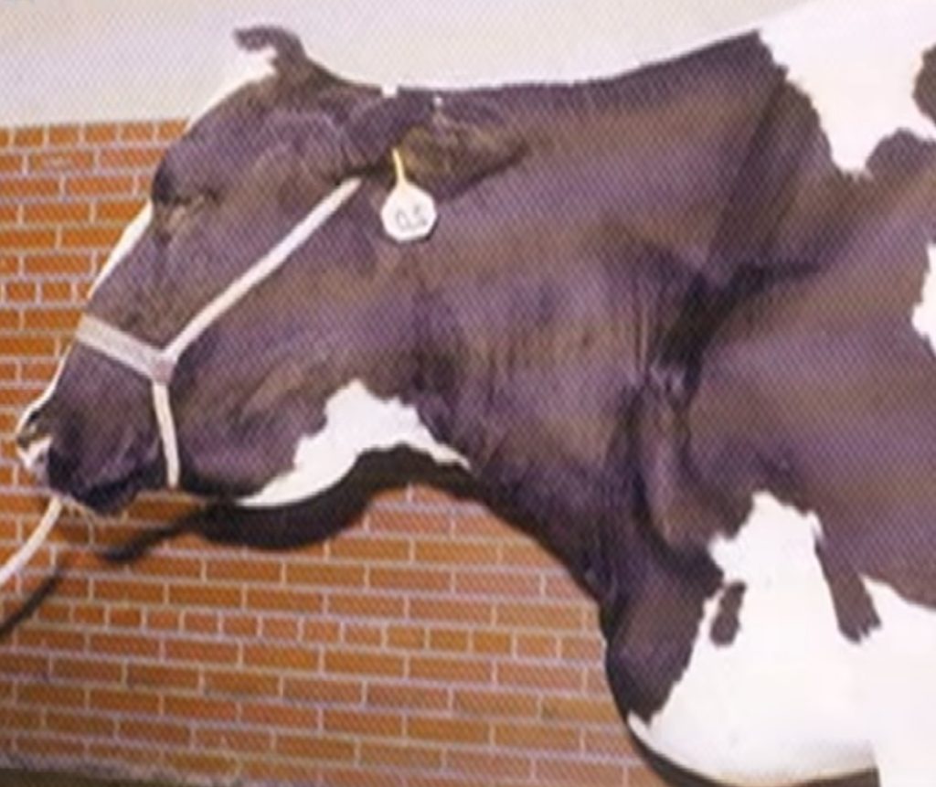 Paratuberculosis bovina: signos y síntomas, diagnóstico, tratamiento ...