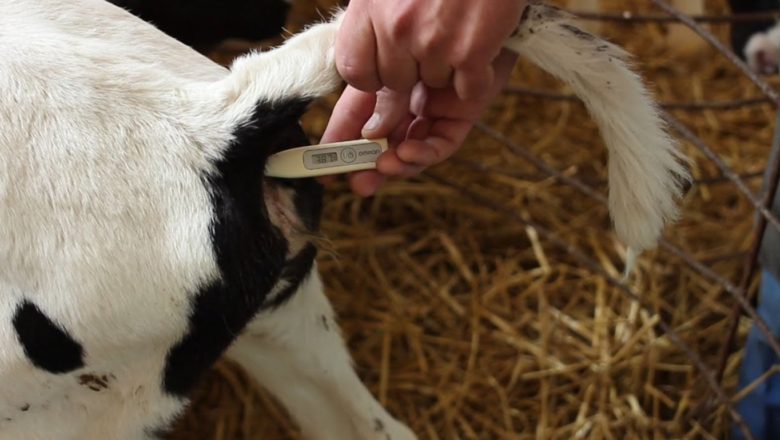 Why does a calf have snot: what to do, how to treat a runny nose