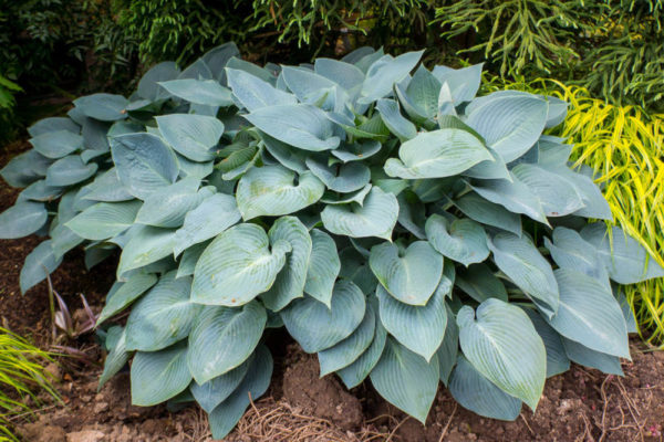 Hosta azul (Hosta Blue): tipos y variedades con foto, nombre y ...
