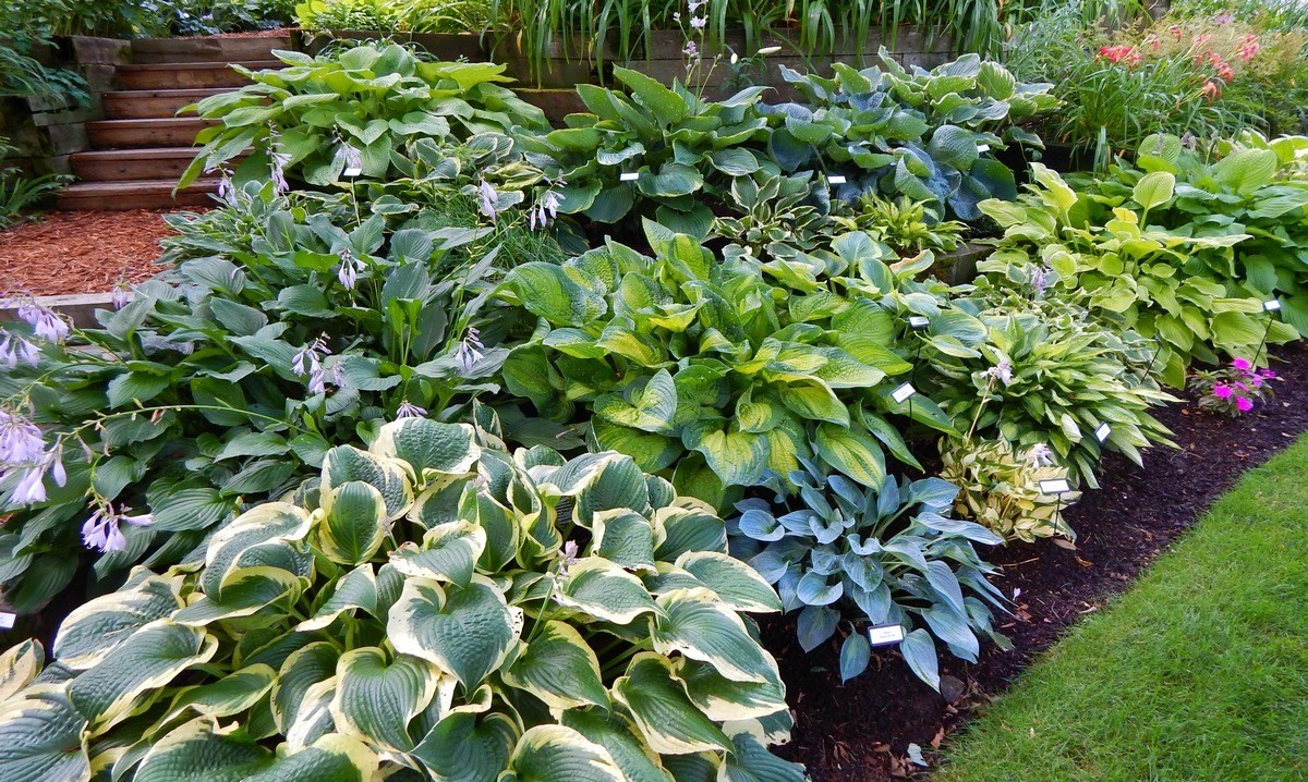 Hostas géants: types et variétés avec descriptions, photos en ...