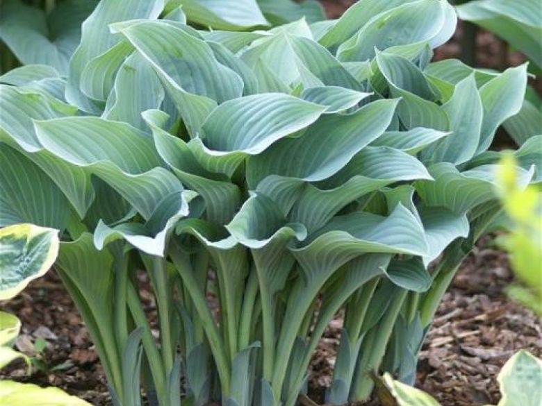 Hostas géants: types et variétés avec descriptions, photos en ...