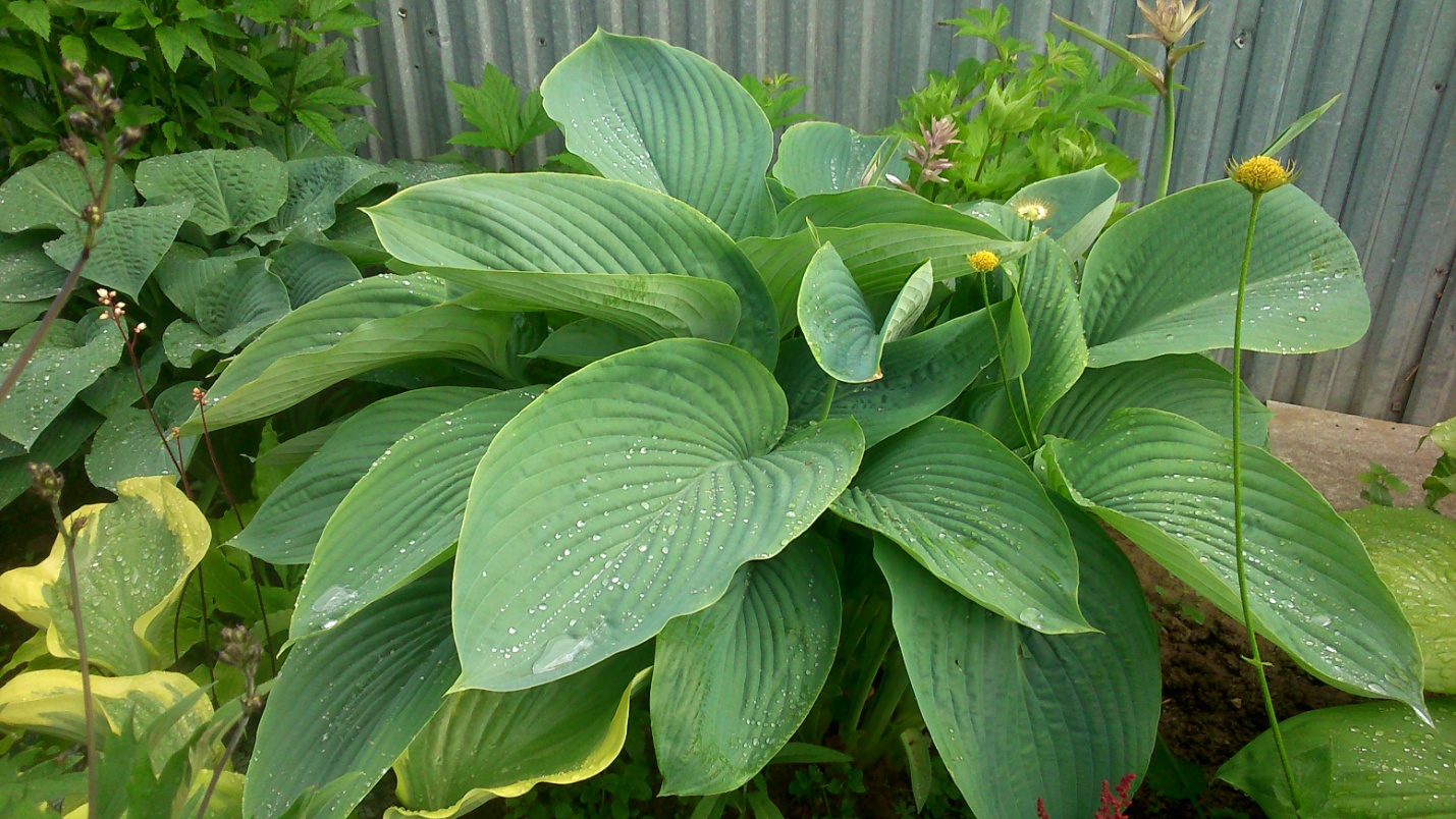 Hostas géants: types et variétés avec descriptions, photos en ...