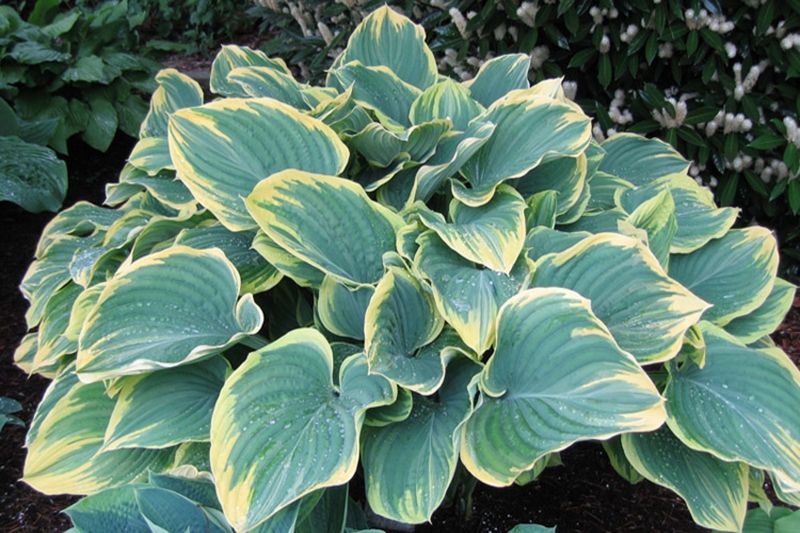 Hostas géants: types et variétés avec descriptions, photos en ...